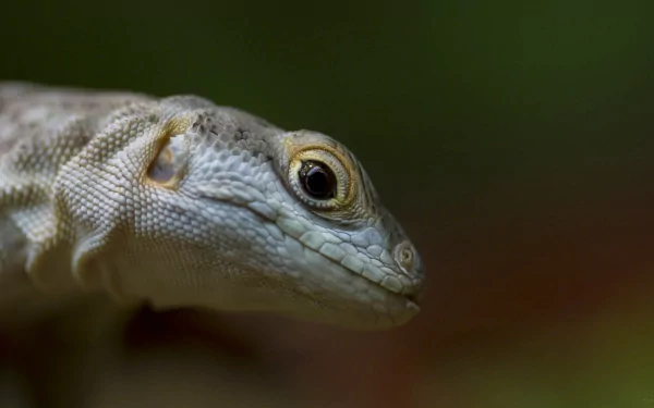 [110+] Lizard 4k Wallpapers