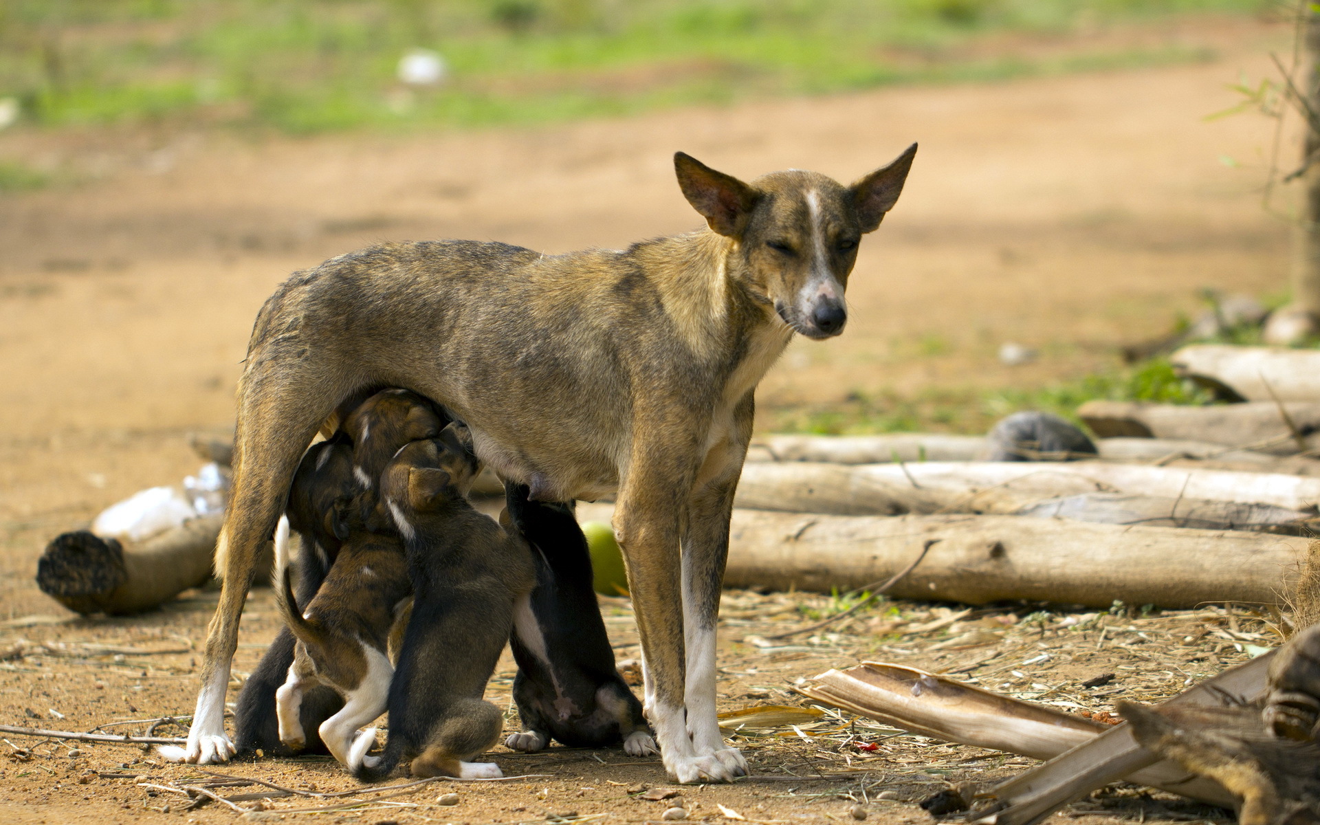 HD Wallpaper of a Nurturing Dog and Her Pups