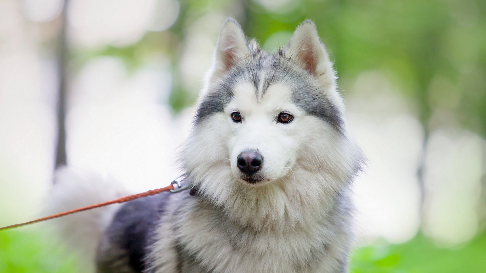 Stunning Husky HD Wallpaper: A Majestic Companion