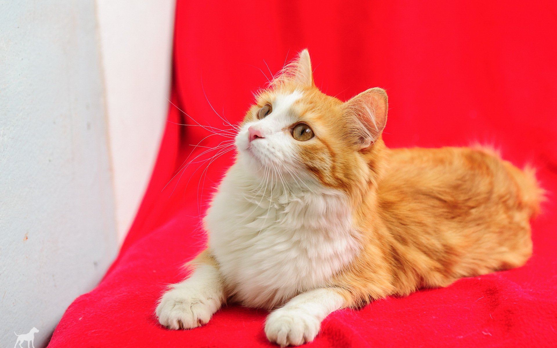 Majestic Ginger Cat on Red – HD Animal Wallpaper