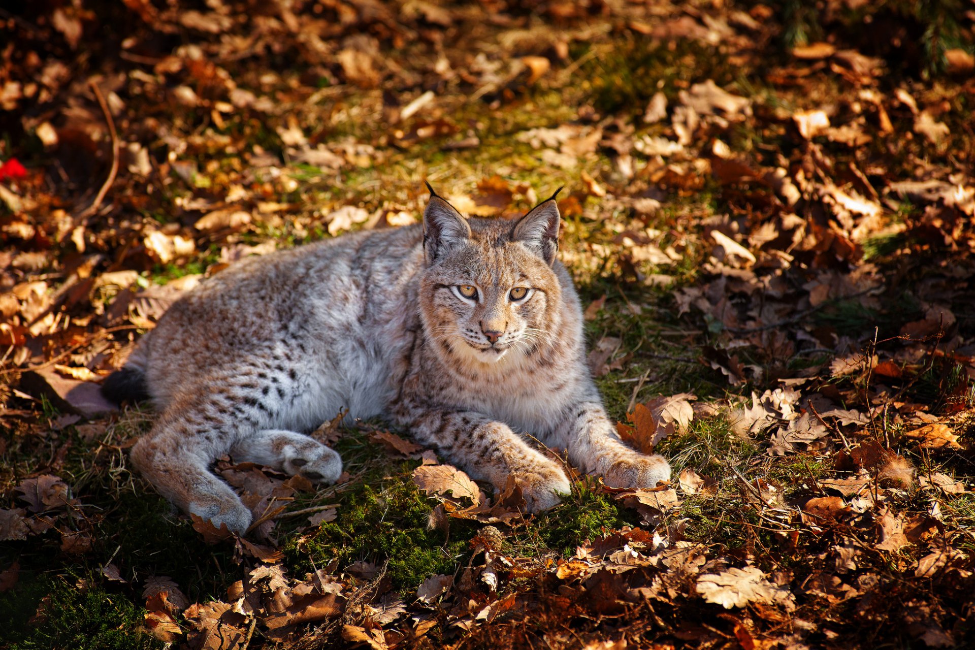 Majestic Lynx in HD: Nature’s Stealthy Beauty Wallpaper