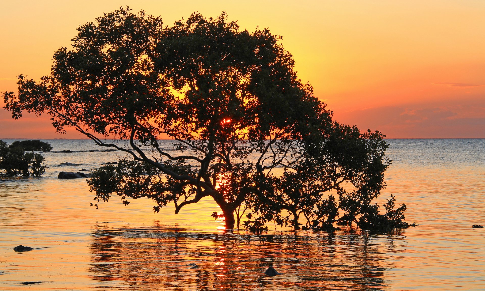 Sunset Serenity: Radiant Tree in Nature's HD Embrace