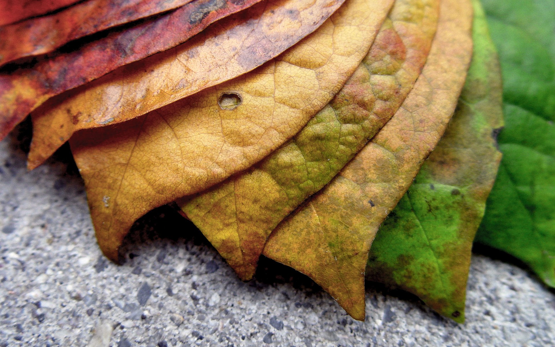 Nature's Leaf Spectrum: A Stunning HD Wallpaper Display