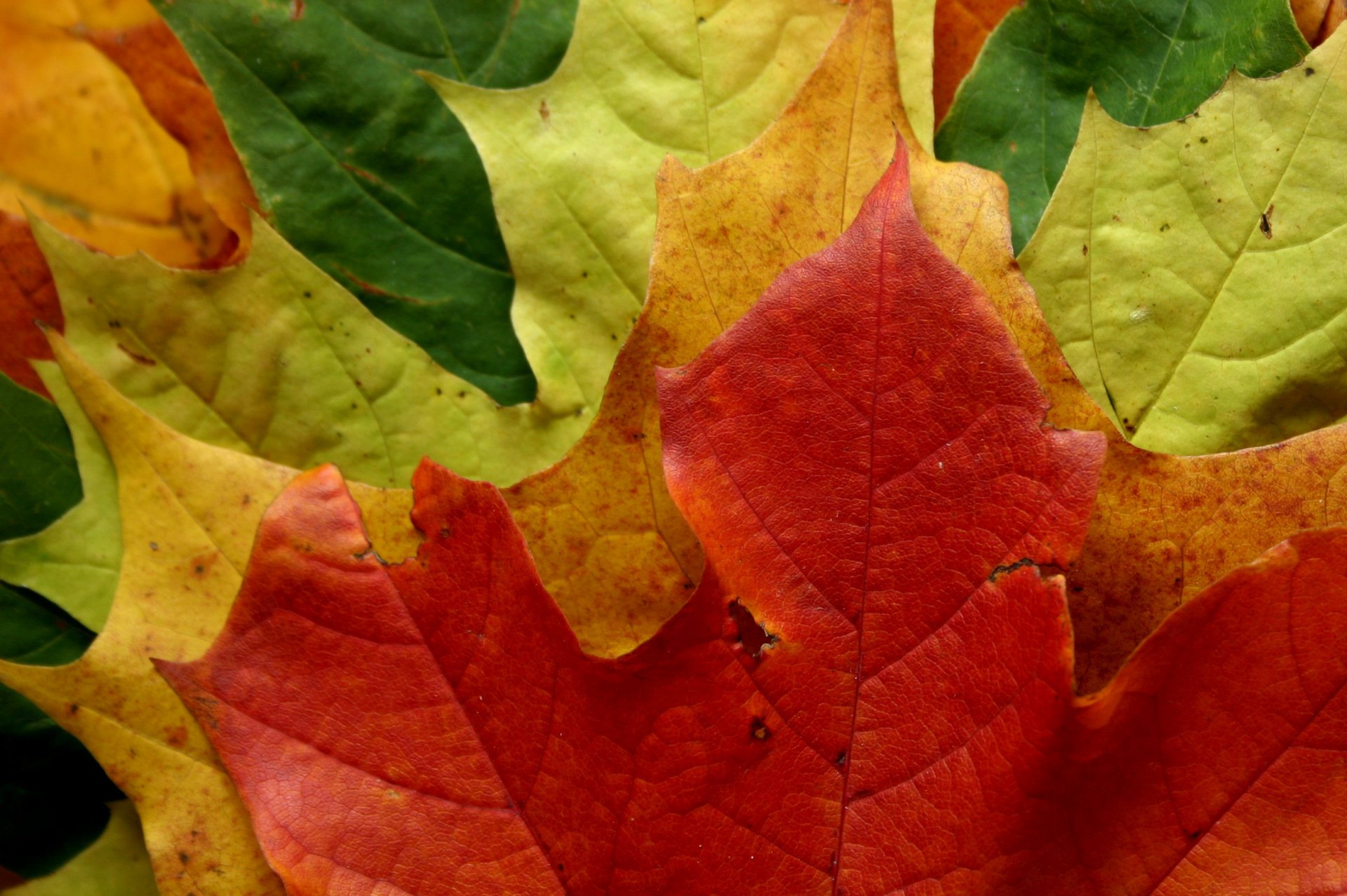 HD Nature’s Palette: Vibrant Autumn Leaves Wallpaper | 2472x1645 ...