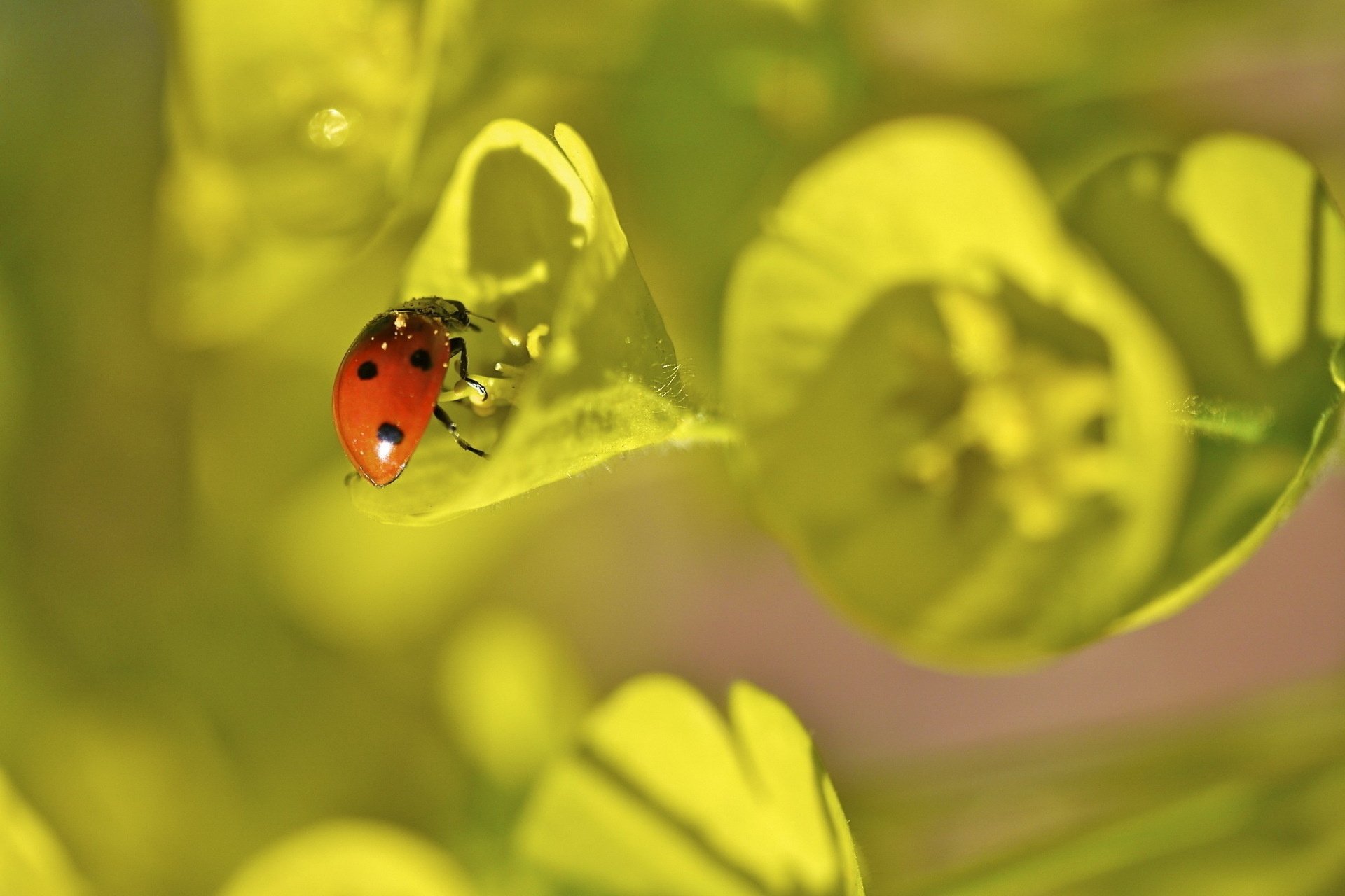 Download Animal Ladybug HD Wallpaper