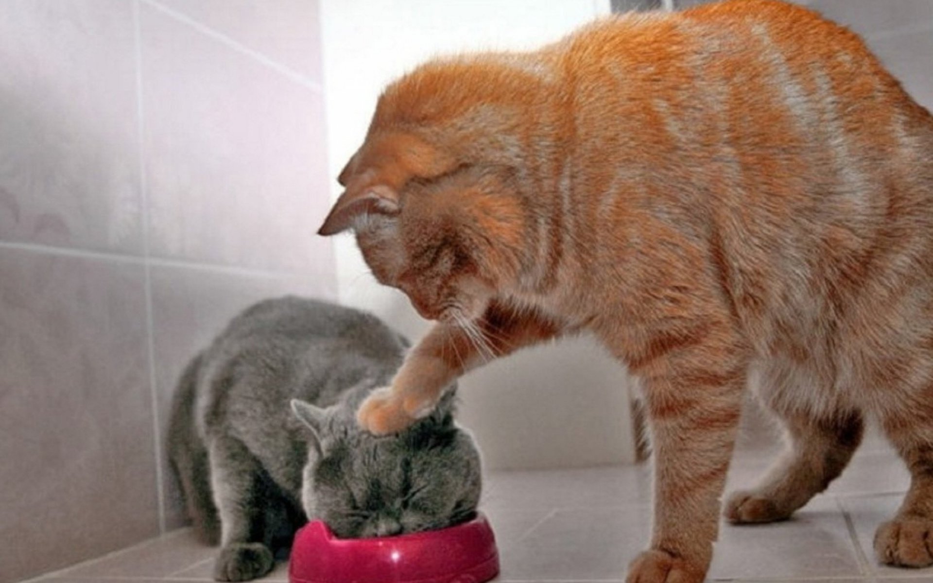 Playful Cats: HD Wallpaper of Feline Fun