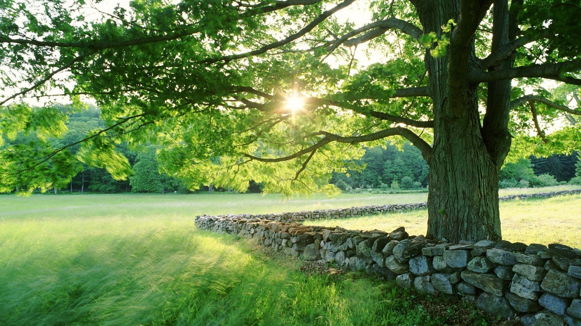 Tranquil Nature: A Stunning HD Wallpaper of Trees | 2560x1440 ...