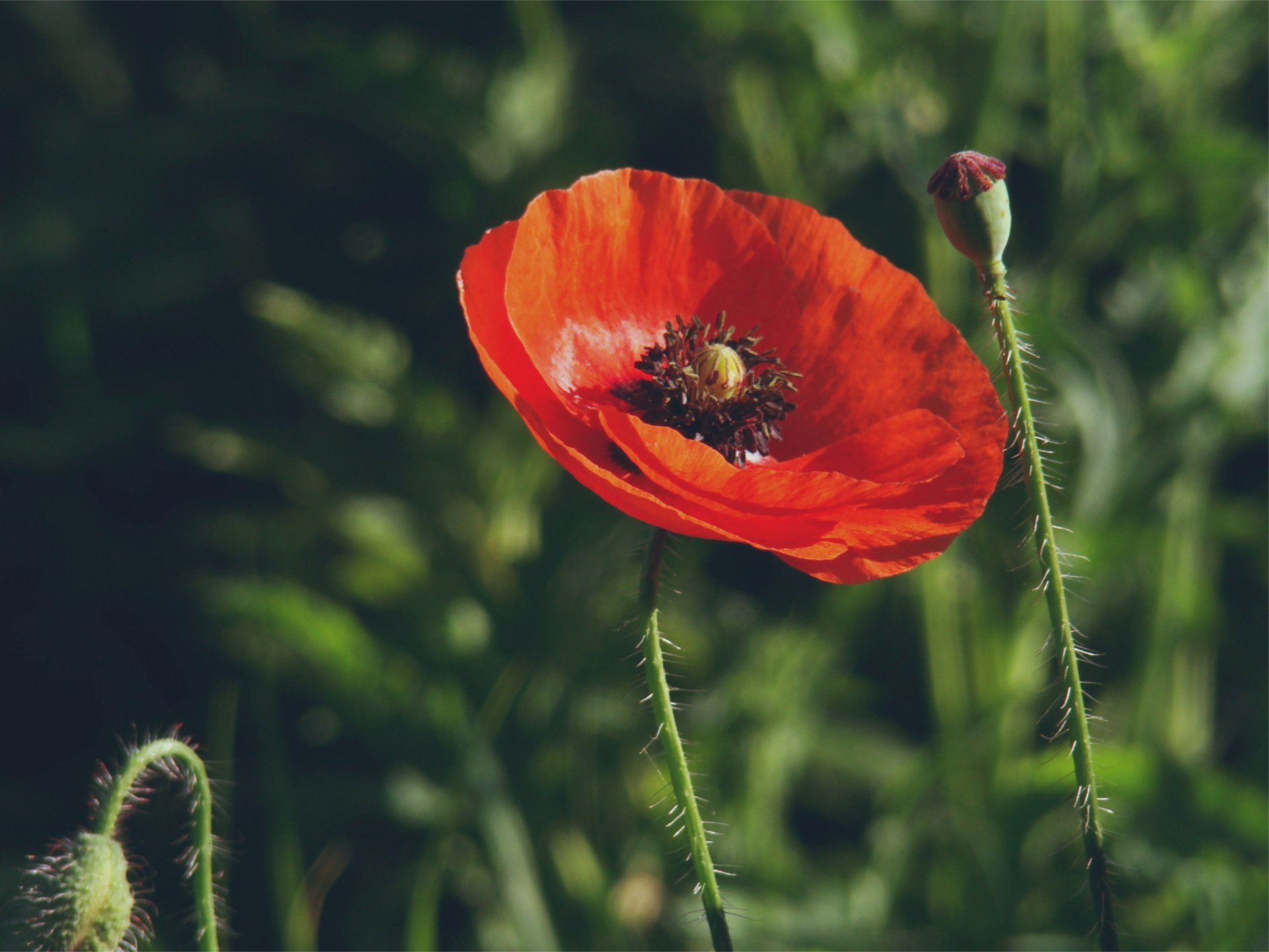 Vibrant Poppy Bloom: Stunning HD Nature Wallpaper