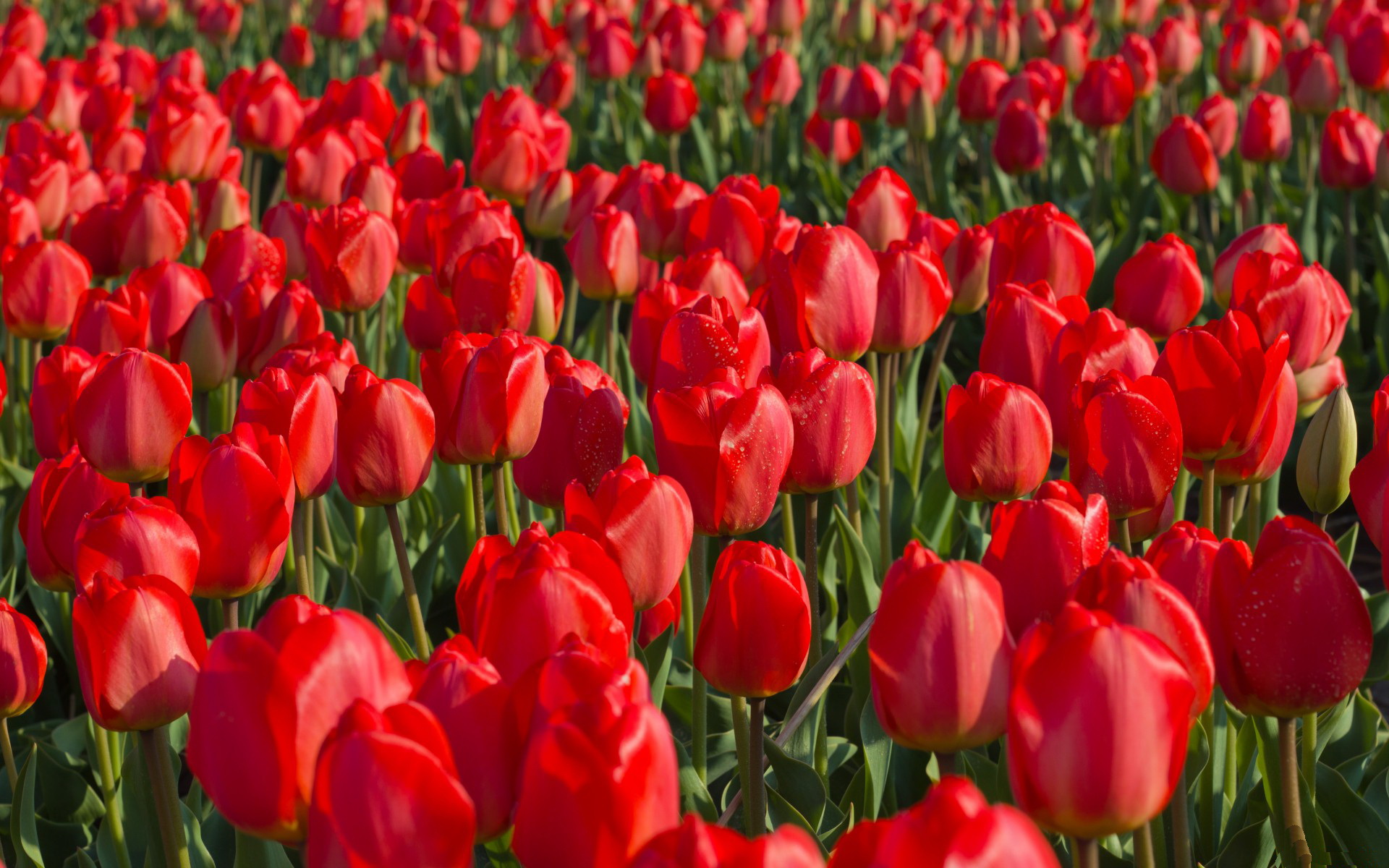 Vibrant Tulip Fields - Stunning HD Wallpaper for Nature Lovers