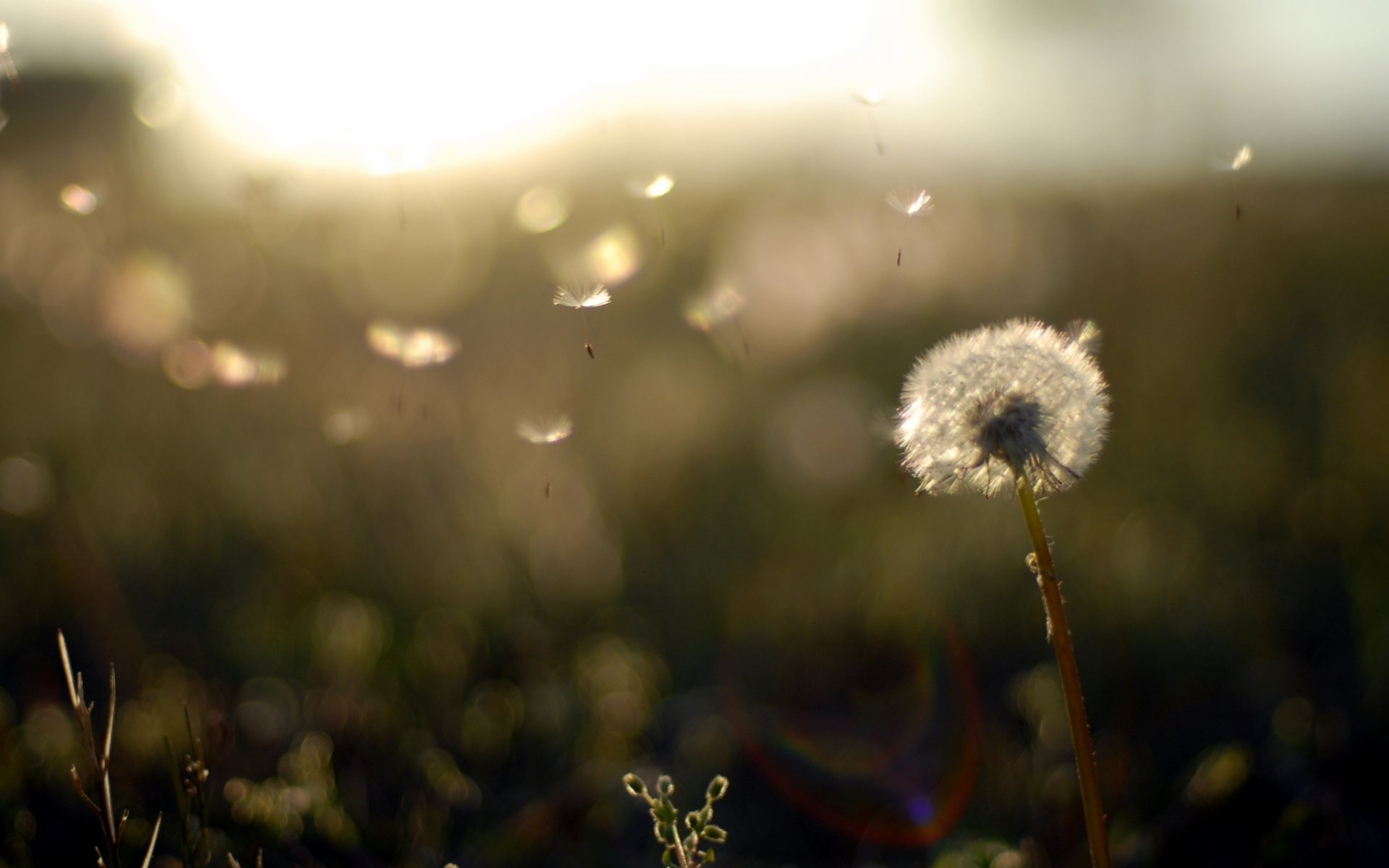 HD Serenity: Nature's Dandelion in Gentle Breeze