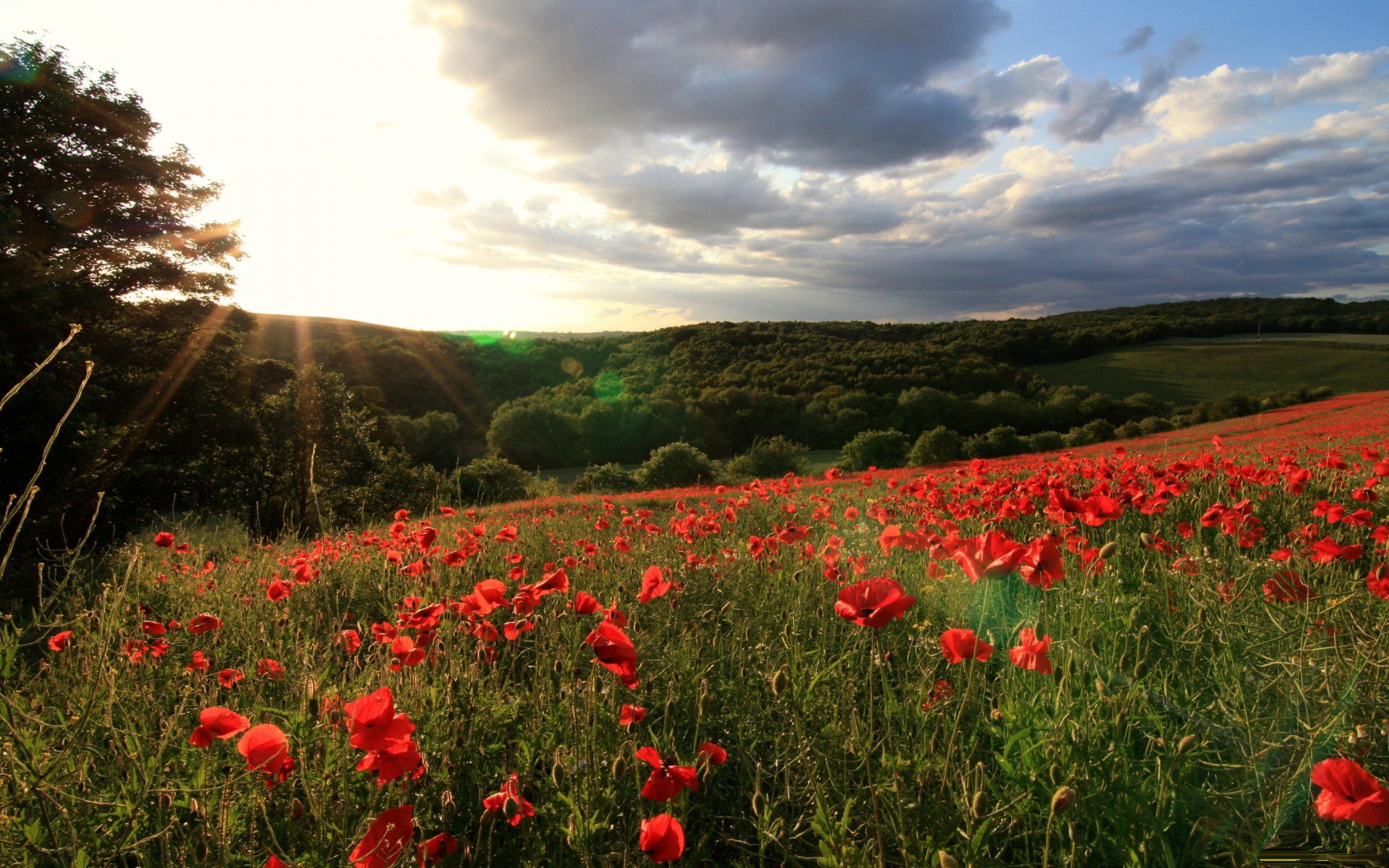 Sunset Over Vibrant Poppy Fields – Stunning Nature HD Wallpaper ...