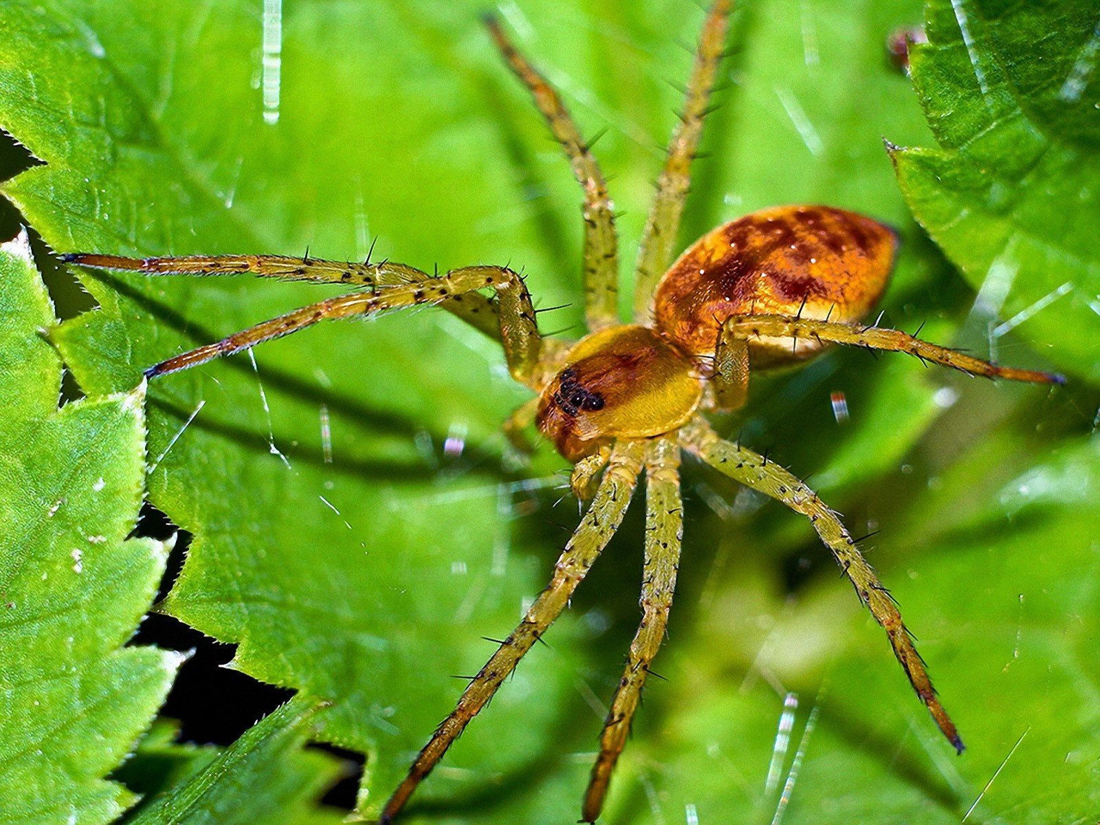 Animal Spider Wallpaper