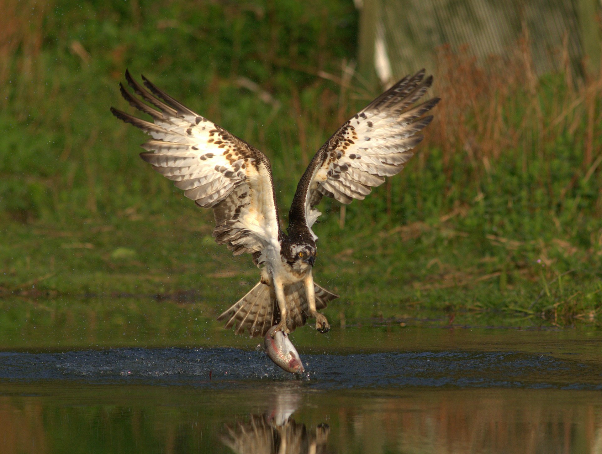 Majestic Falcon in Action - HD Wallpaper