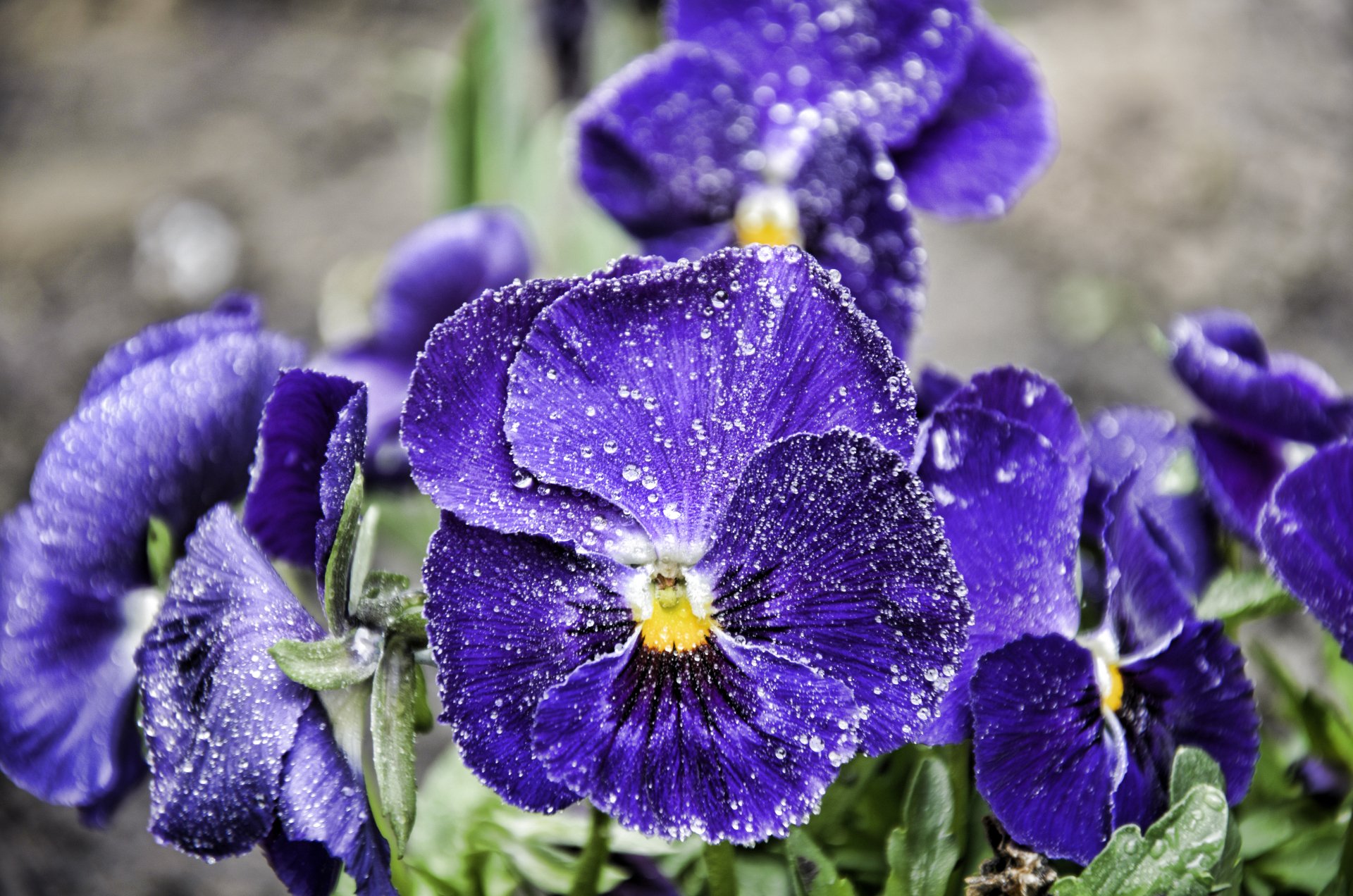 4K Ultra HD Vibrant Nature: Dew-Kissed Purple Pansy Blossom