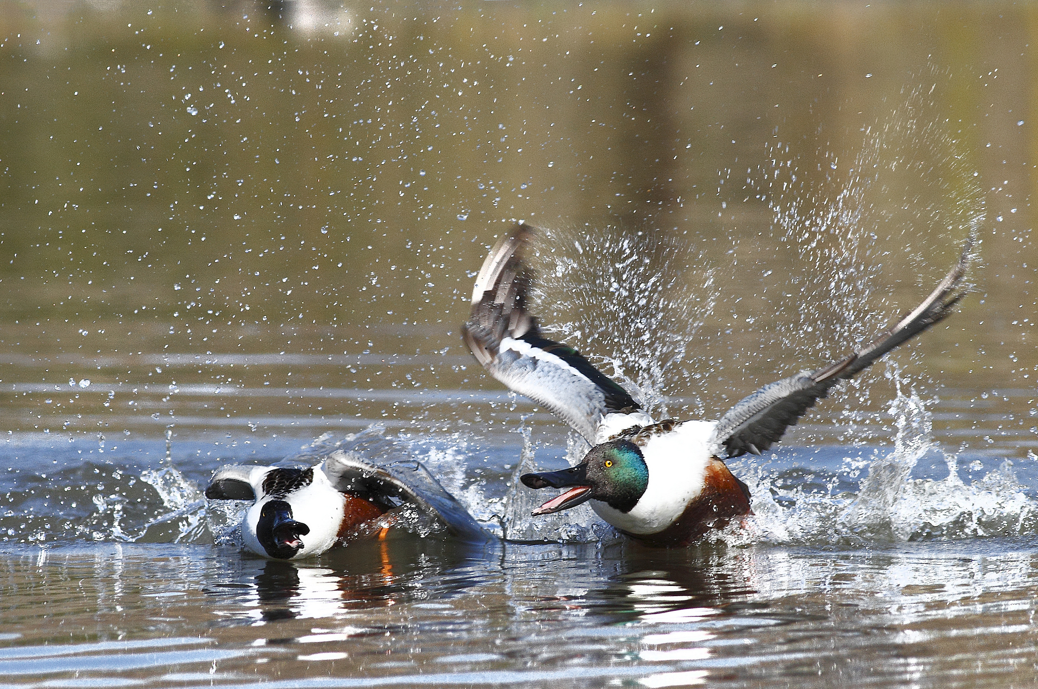 Dynamic Ducks in Action - Stunning HD Animal Wallpaper