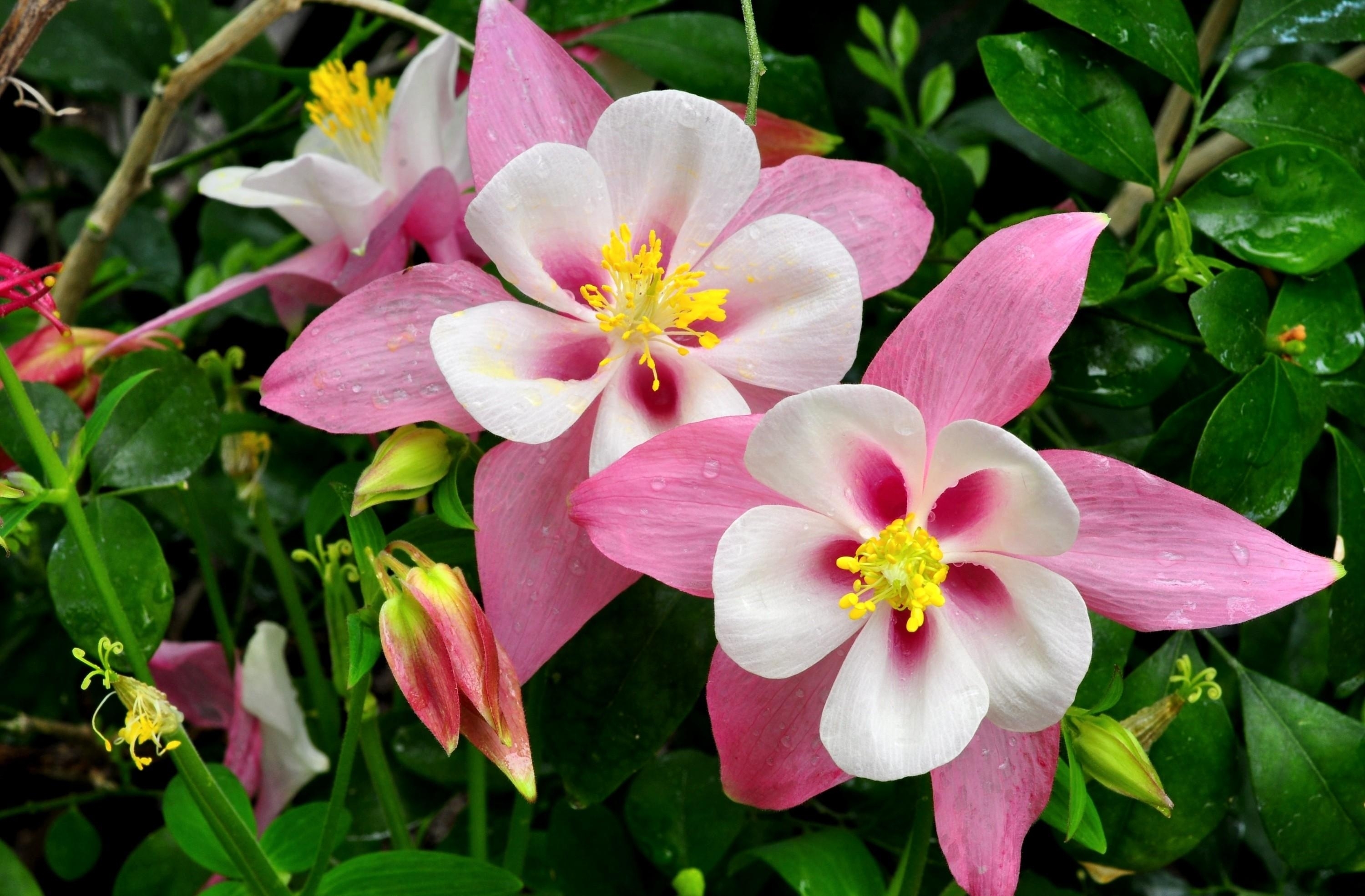 Beautiful Nature: HD Wallpaper of Vibrant Flowers
