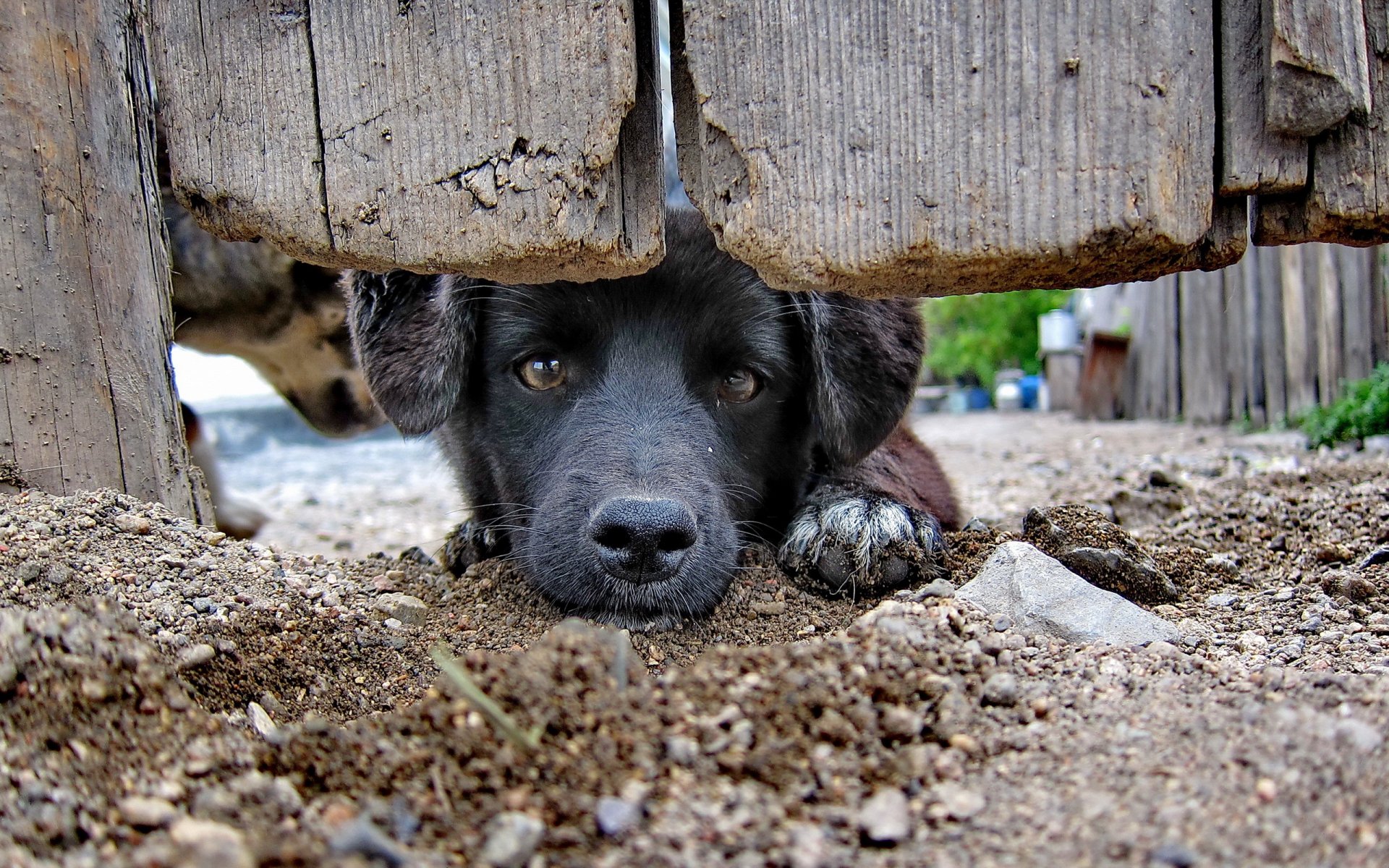 Curious Dog - HD Wallpaper | 2560x1600 | Wallpaper Abyss