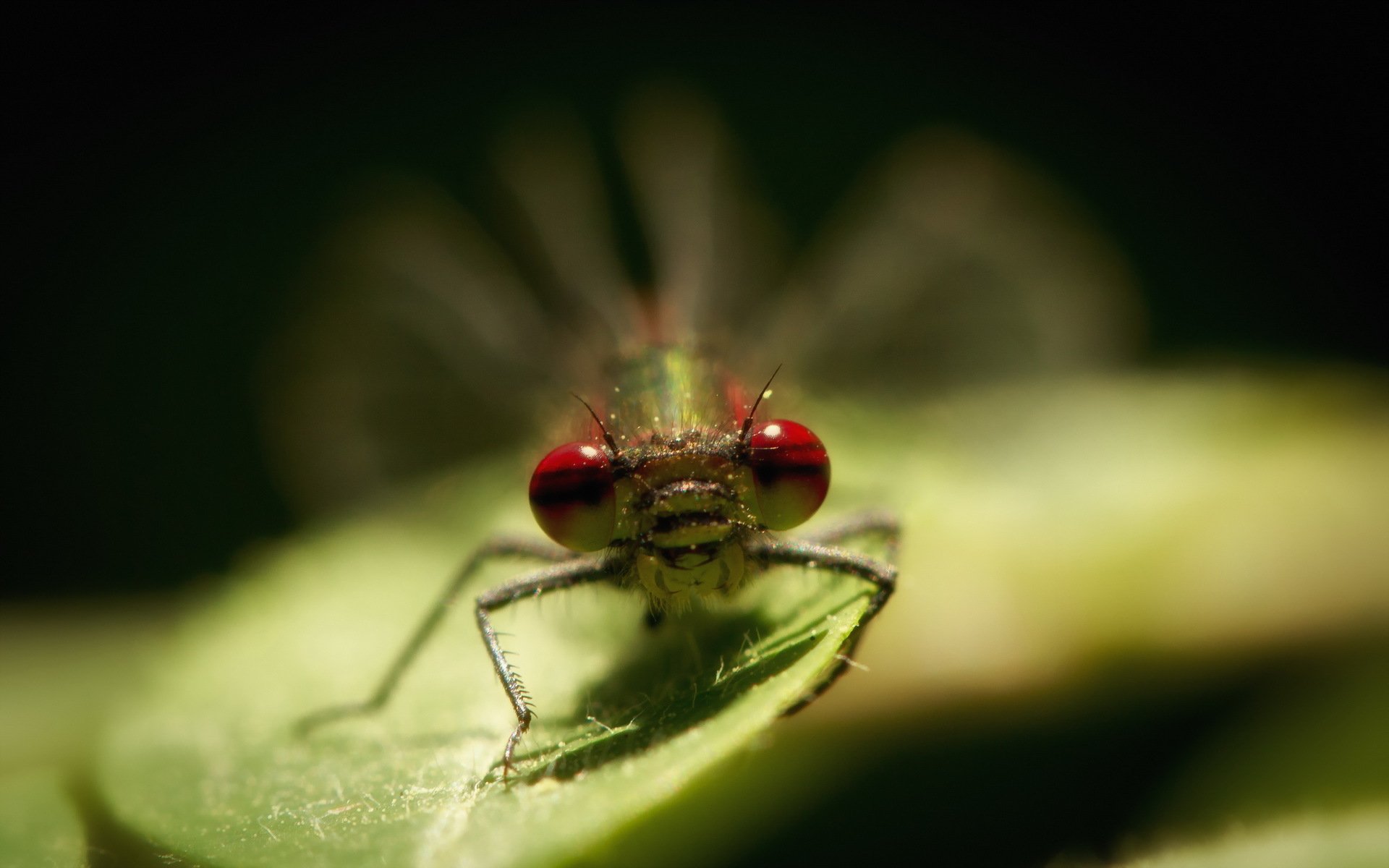 Download Animal Insect HD Wallpaper