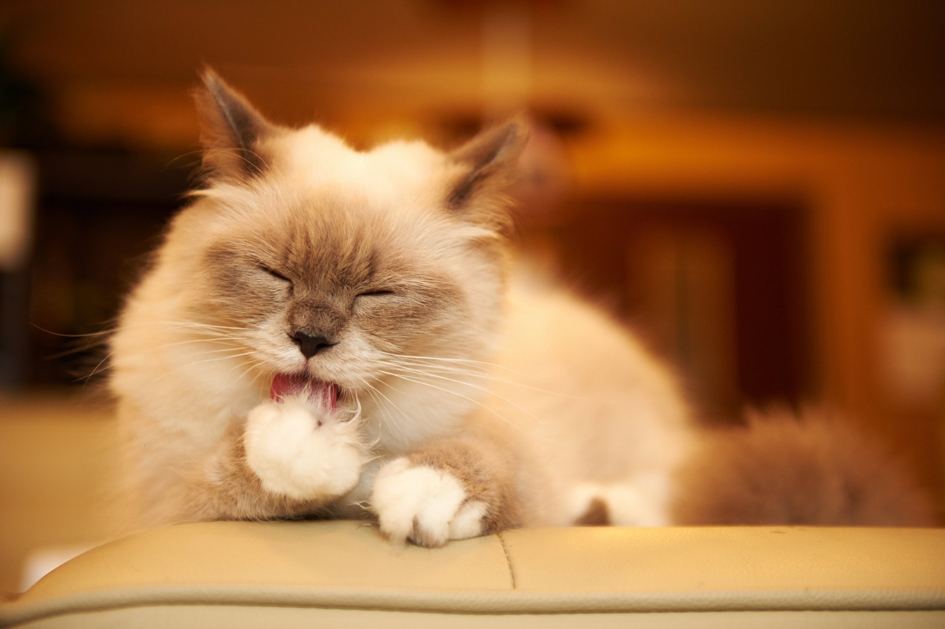 Charming Cat HD Wallpaper: A Purring Moment