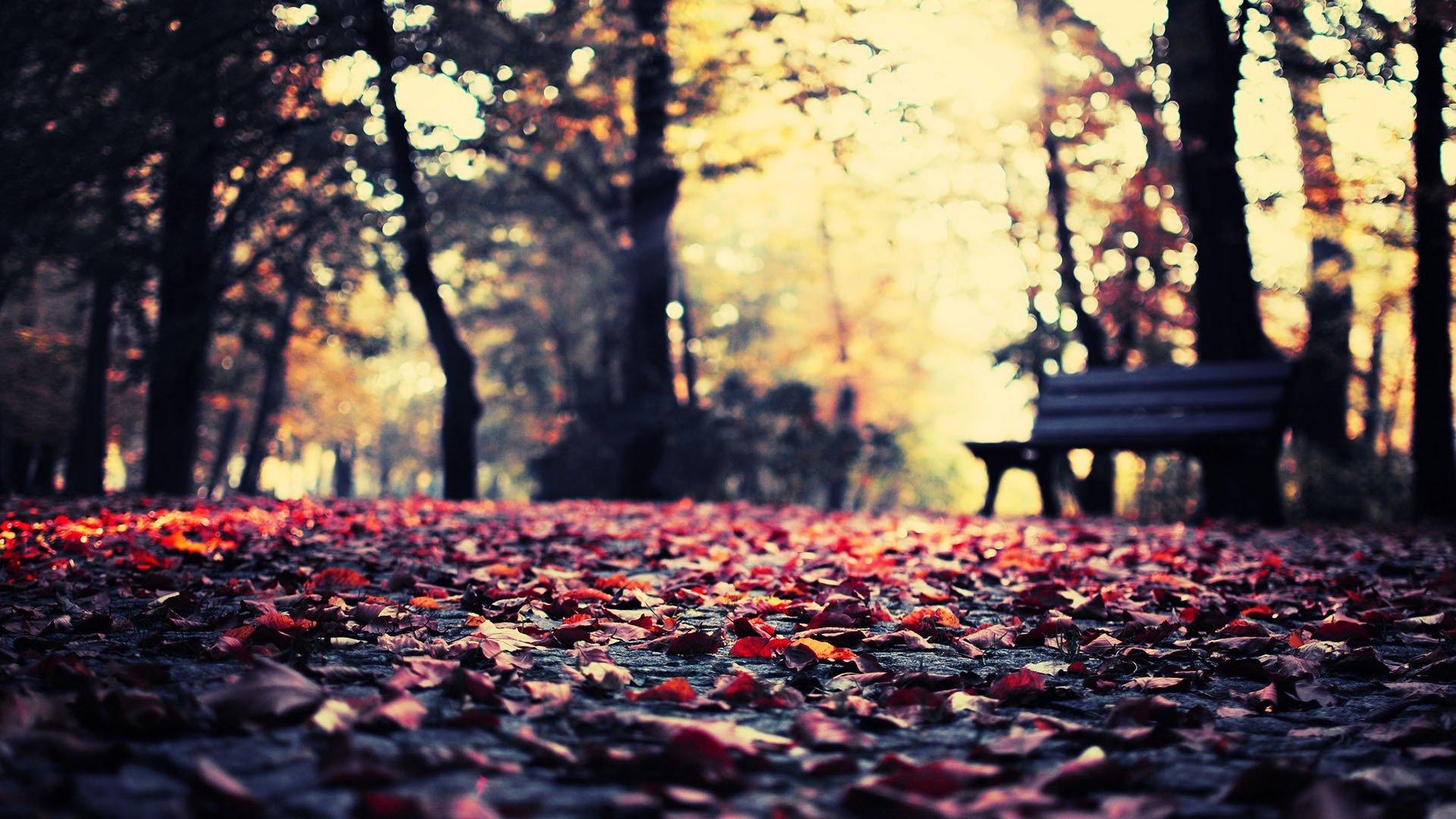 Autumn Park Bench — HD Photography Wallpaper