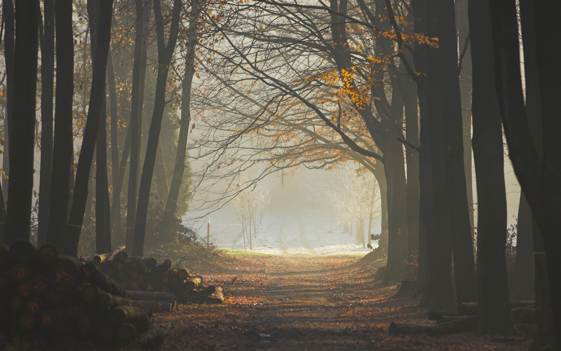 Download Nature Path HD Wallpaper | 1920x1200 | Wallpaper Abyss