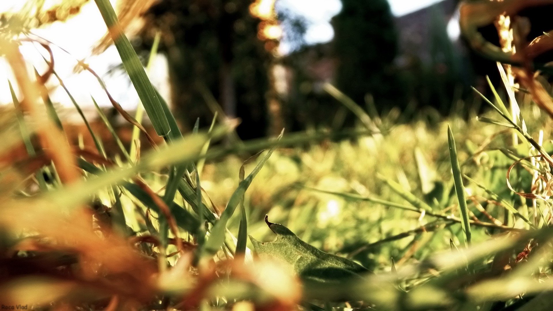 HD Close-Up: Serene Nature's Grassland Detail