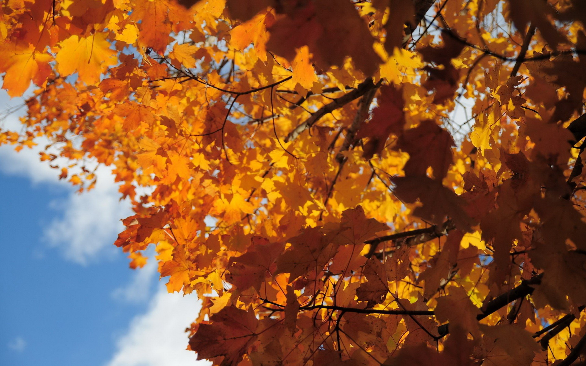 Download Nature Leaf HD Wallpaper