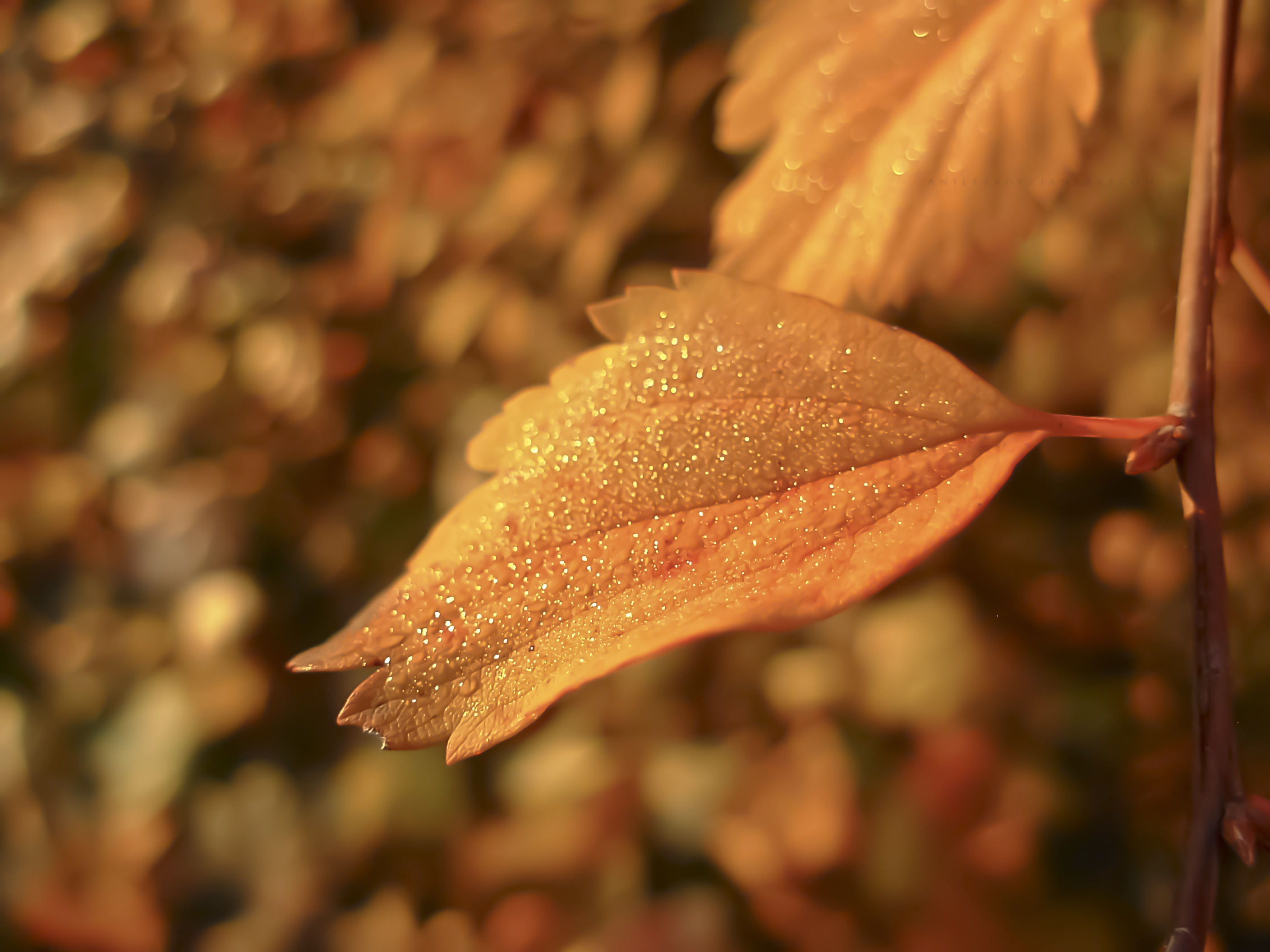 Download Nature Leaf HD Wallpaper by Aniley A.Deviantart.com