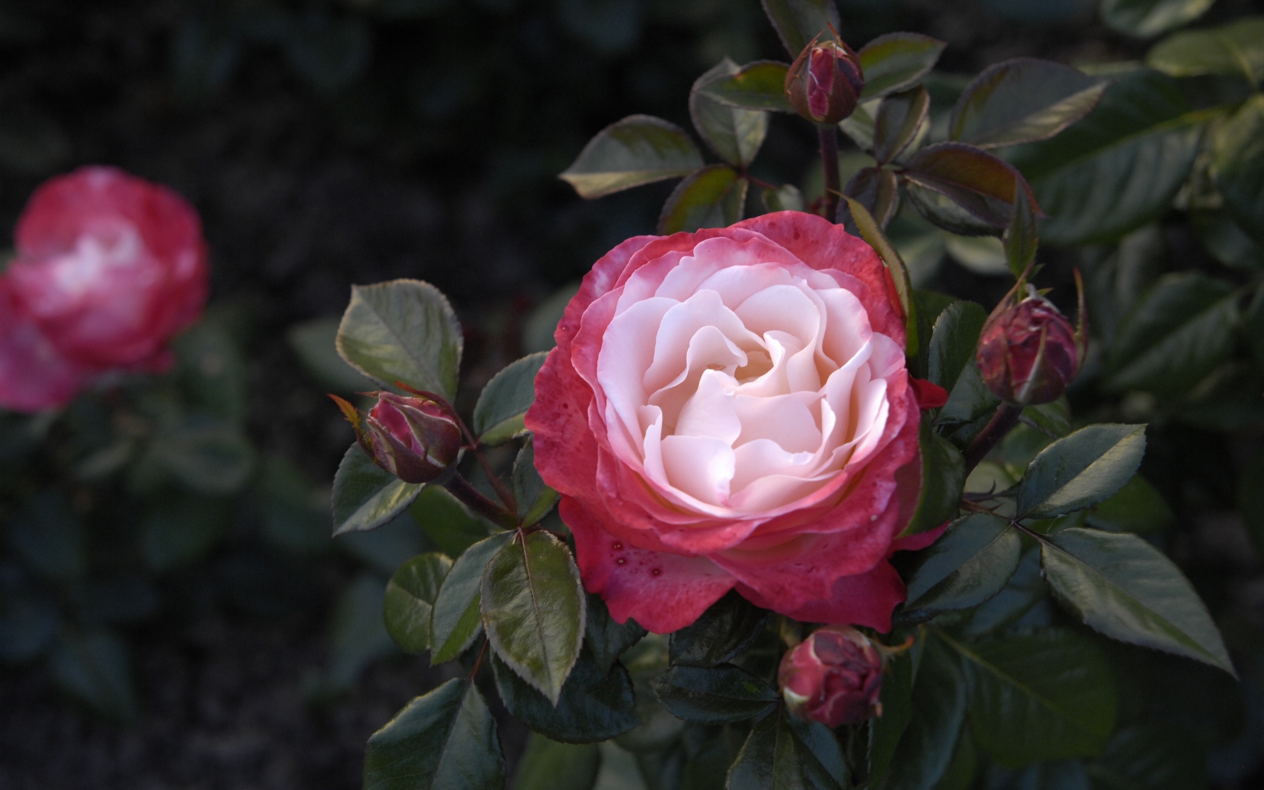 Stunning Rose in Nature - HD Wallpaper