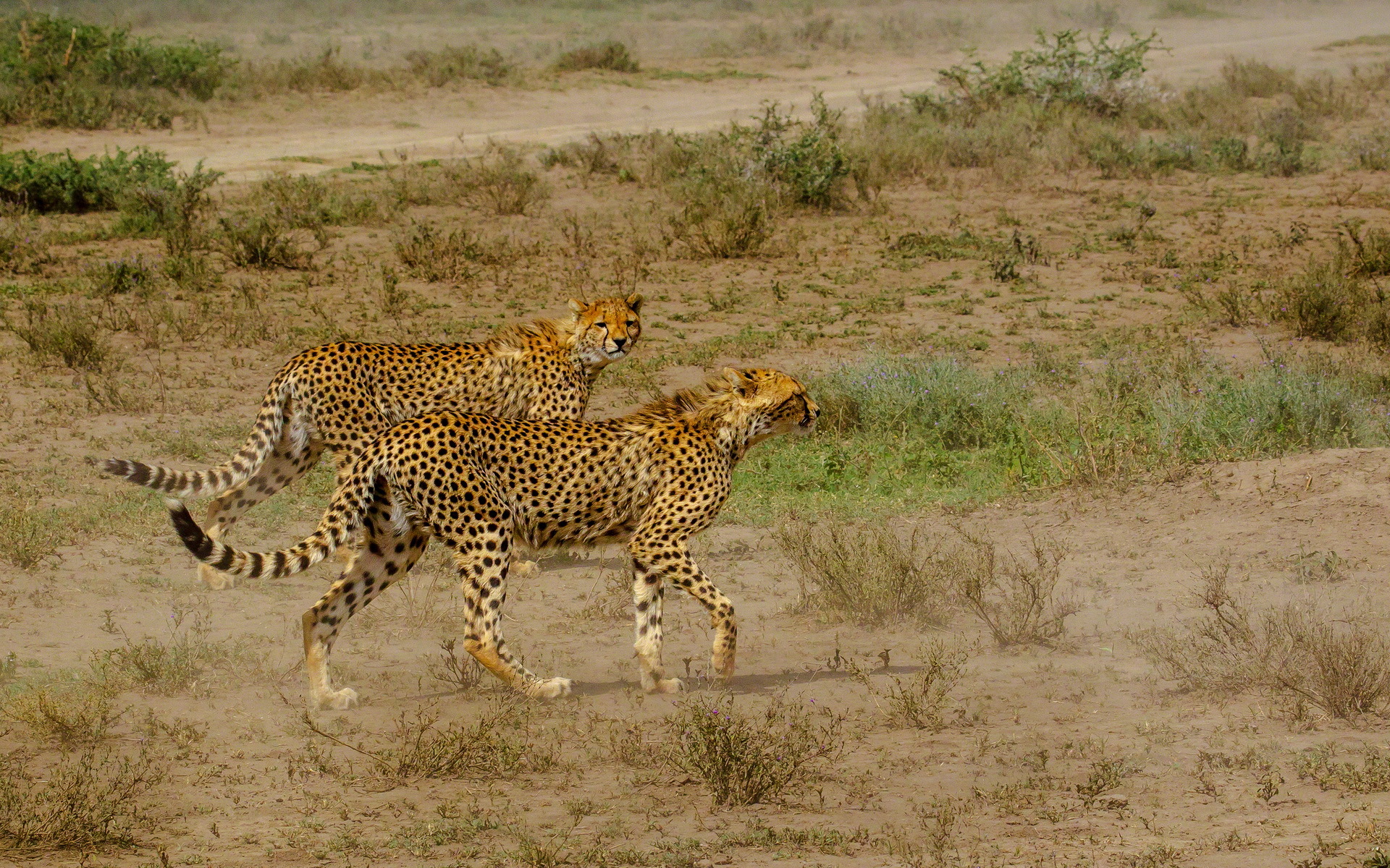 HD Wallpaper of Majestic Cheetahs in their Natural Habitat