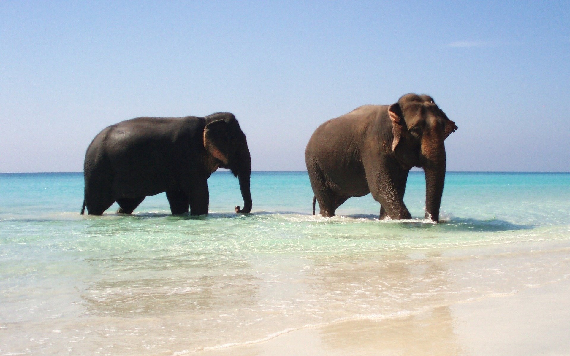Majestic Asian Elephants Strolling in Crystal Clear Waters – HD ...