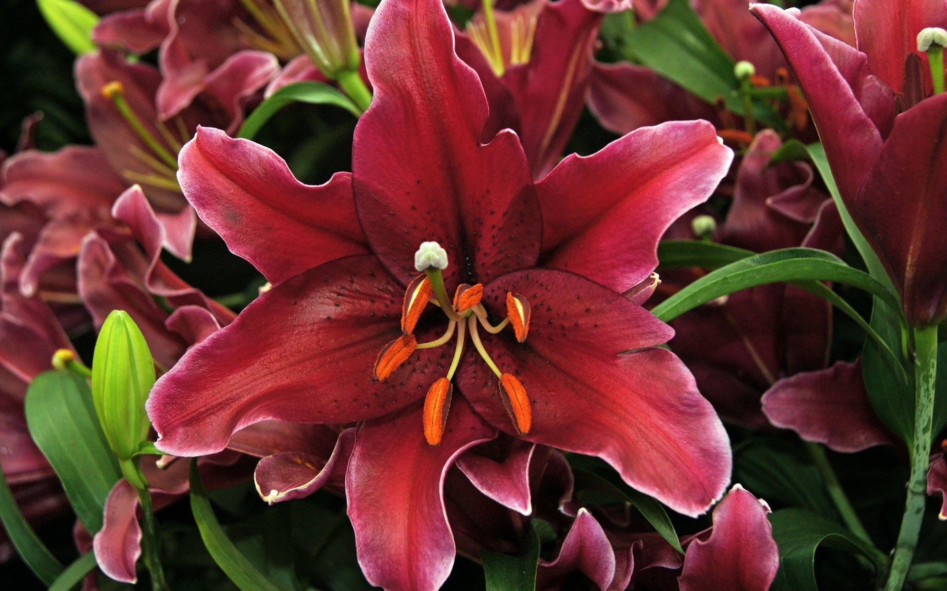 Download Flower Nature Lily HD Wallpaper