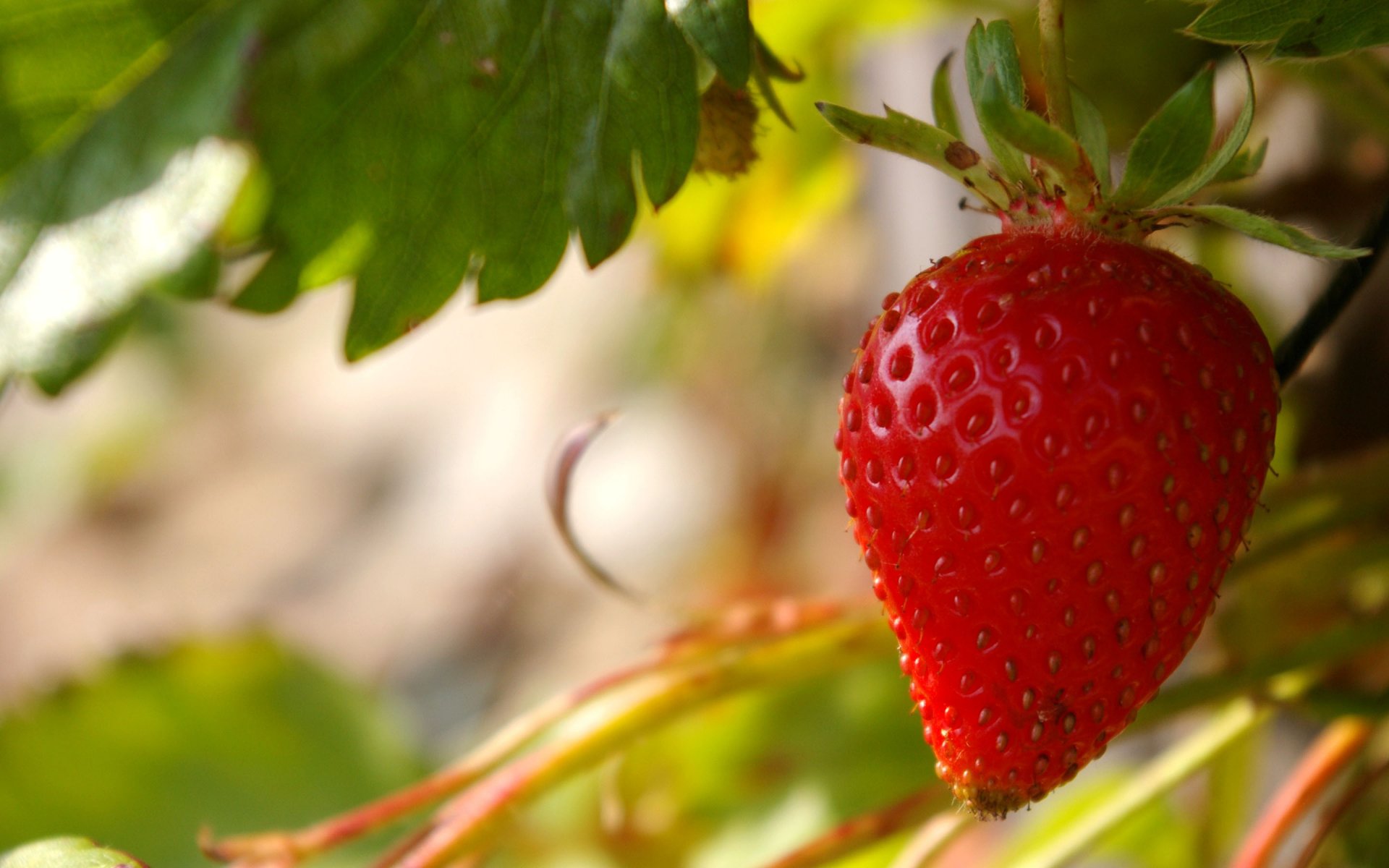 HD Wallpaper of Fresh Strawberries: A Delicious Delight