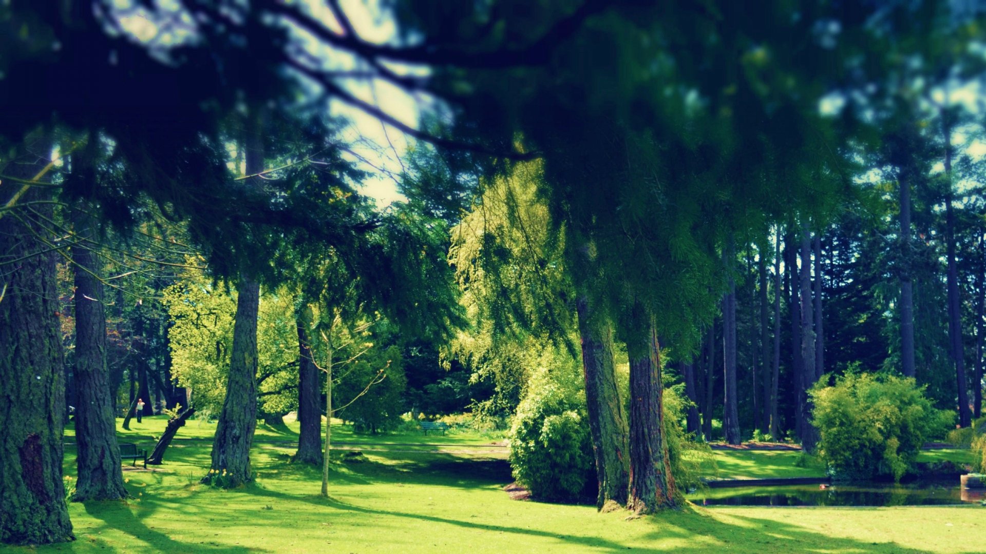 Download Photography Park HD Wallpaper