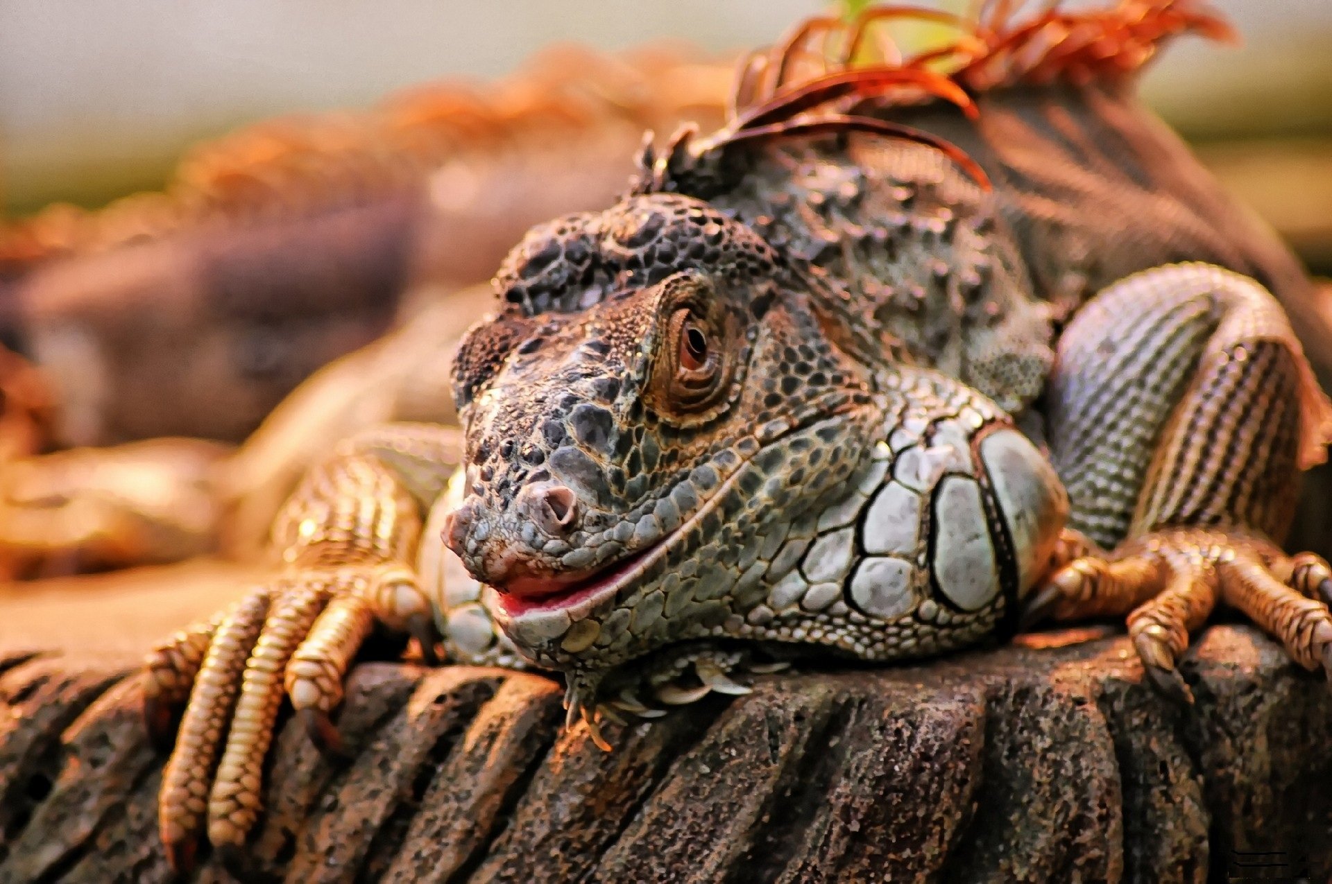 Vibrant Iguana Close-Up HD Wallpaper