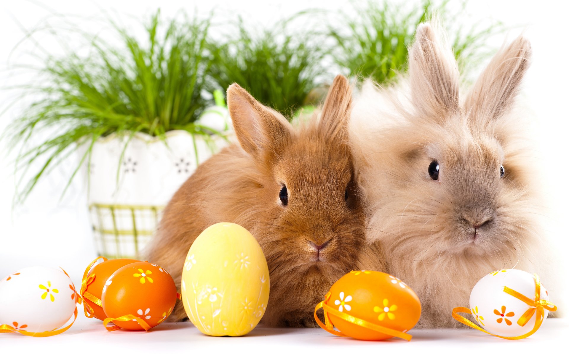 Charming Easter Rabbits HD Wallpaper
