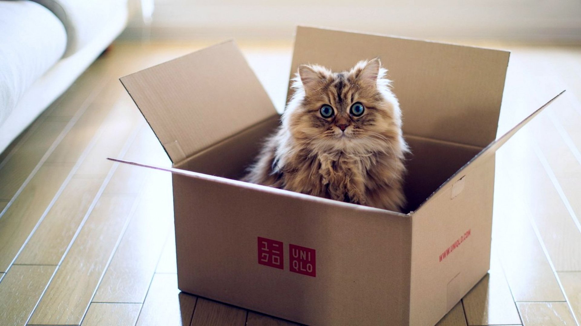 Adorable Cat in a Box - HD Wallpaper | 2000x1125 | Wallpaper Abyss