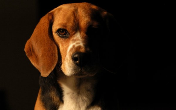 Beagle - Desktop Wallpapers, Phone Wallpaper, PFP, Gifs, and More!