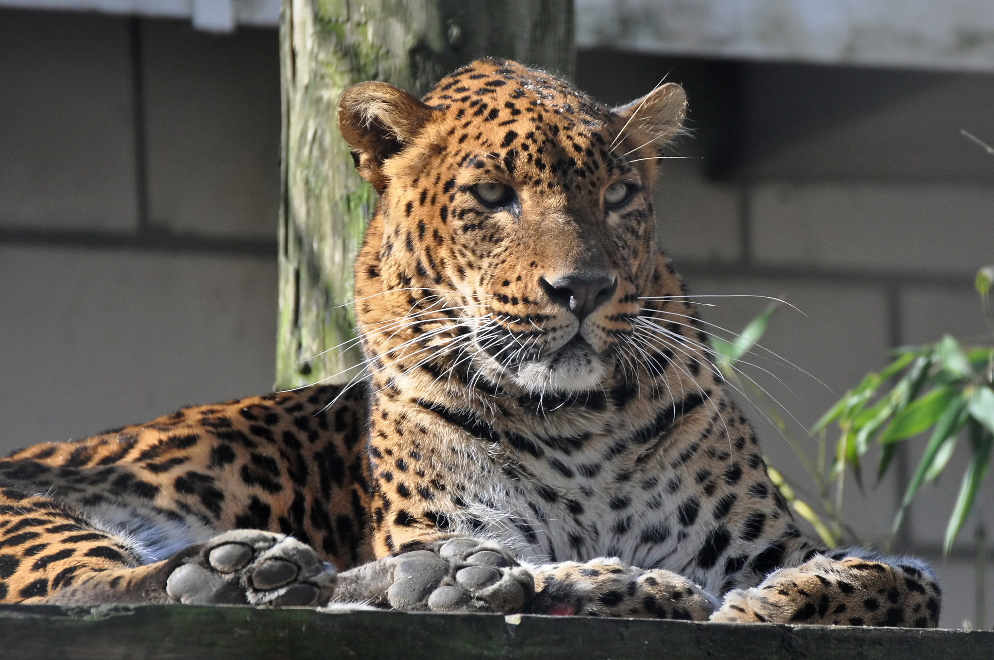 Jaguar Animal Desktop Wallpaper Widescreen