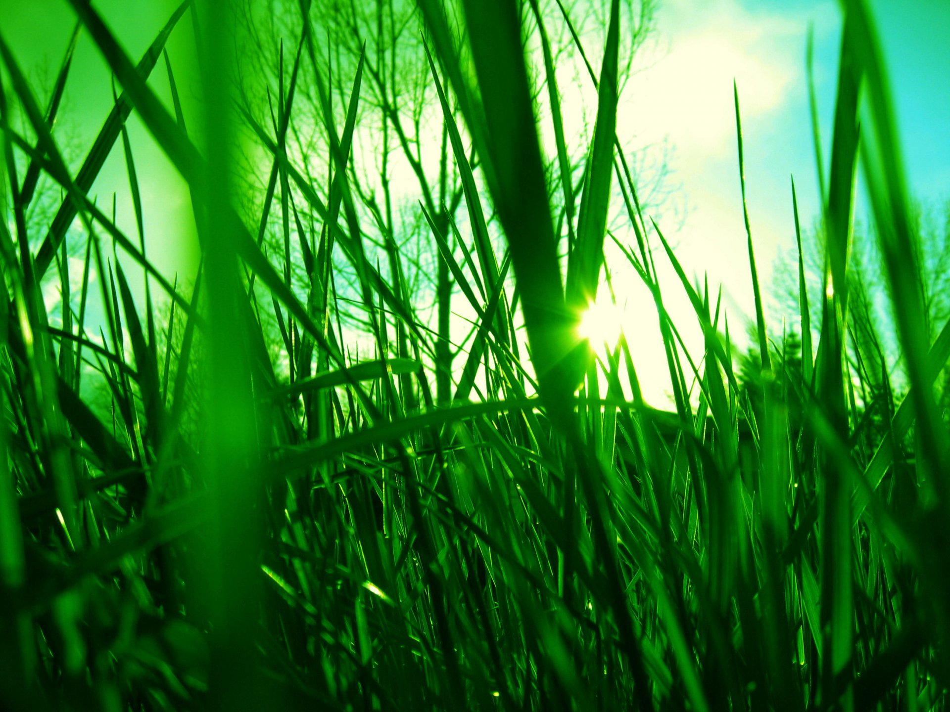 Vibrant Green Grass HD Wallpaper: Nature's Morning Glow