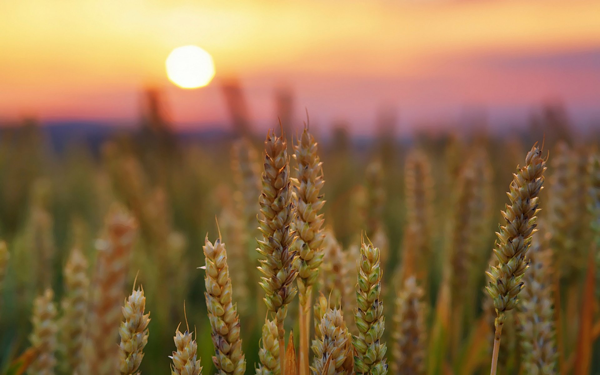 Golden Wheat Fields at Sunset – Stunning Nature HD Wallpaper ...