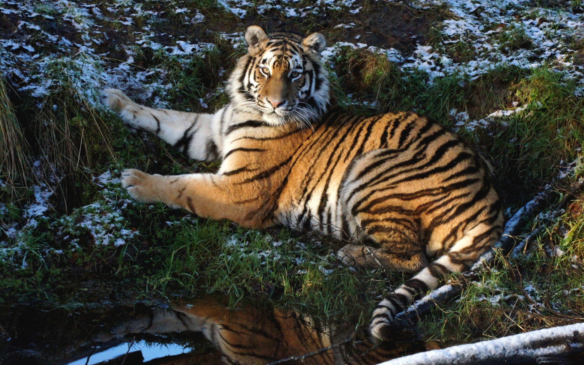 Stunning HD Wallpaper of a Majestic Tiger in Nature