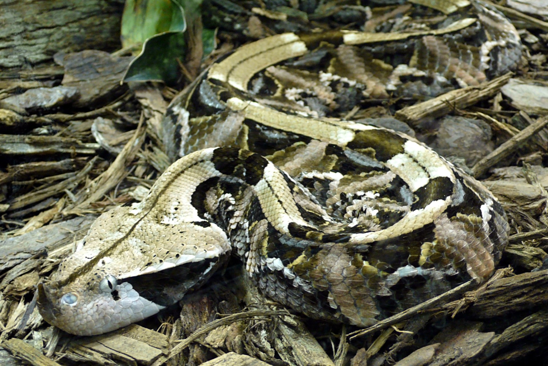 Download Animal Gaboon Viper HD Wallpaper