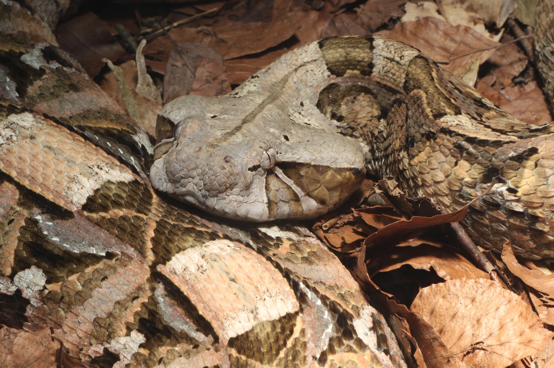 Download Animal Gaboon Viper HD Wallpaper