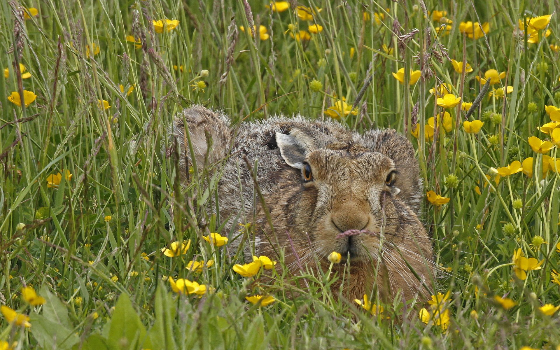 HD Hare in Bloom: Nature’s Quiet Wonder
