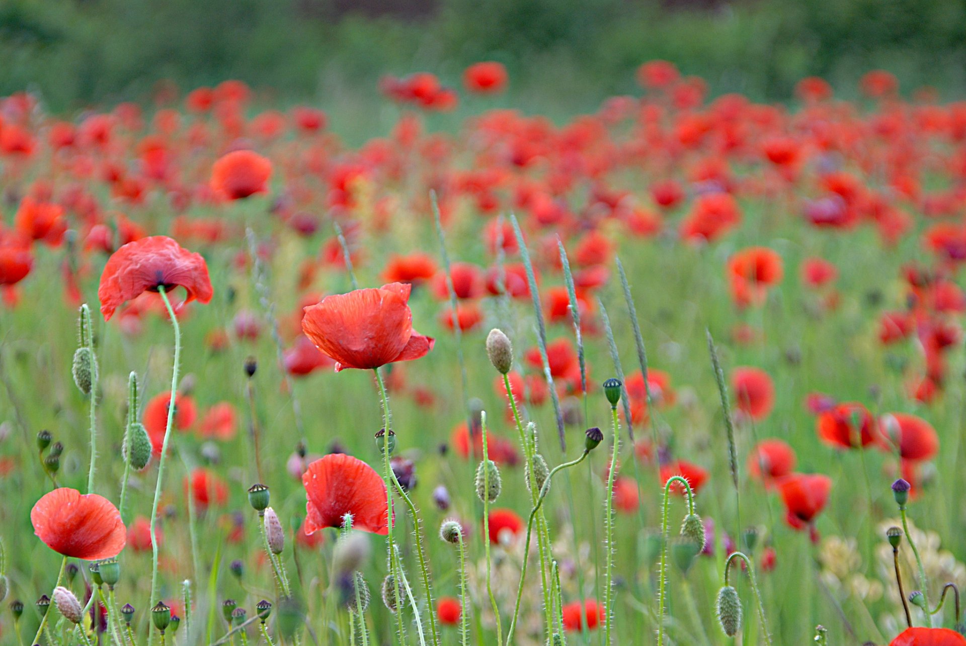 Poppy Meadow — HD Nature Wallpaper | 2048x1371 | Wallpaper Abyss