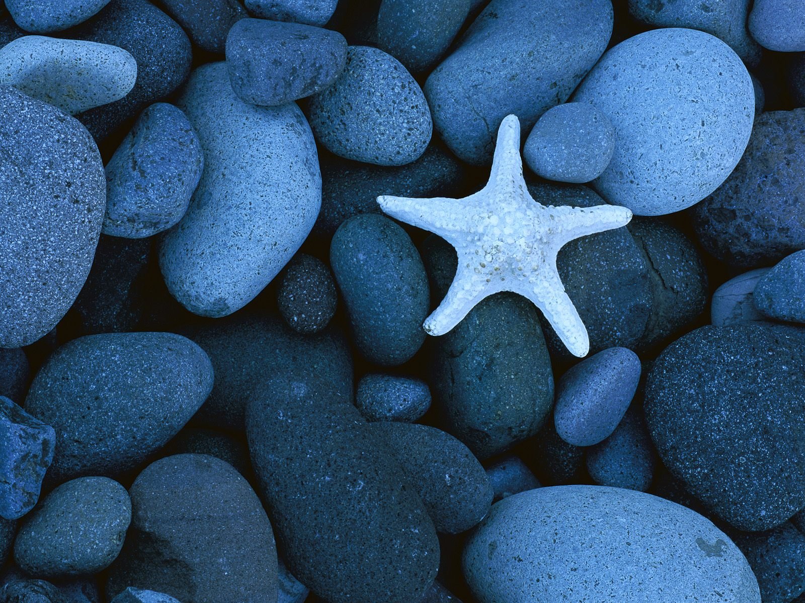Stellar Starfish on Smooth Blue Stones – HD Animal Wallpaper ...
