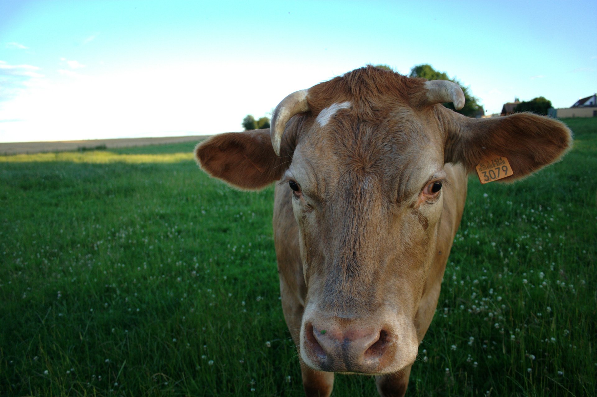 Download Animal Cow HD Wallpaper | 3474x2314 | Wallpaper Abyss