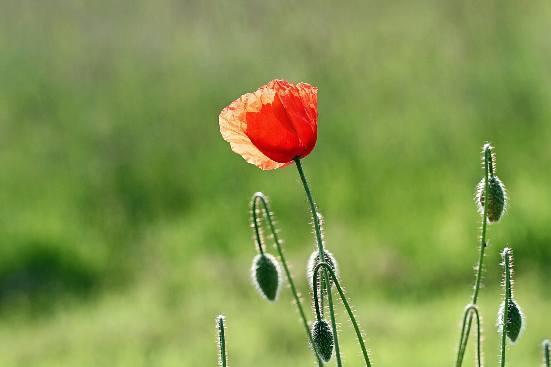 Nature Poppy HD Wallpaper