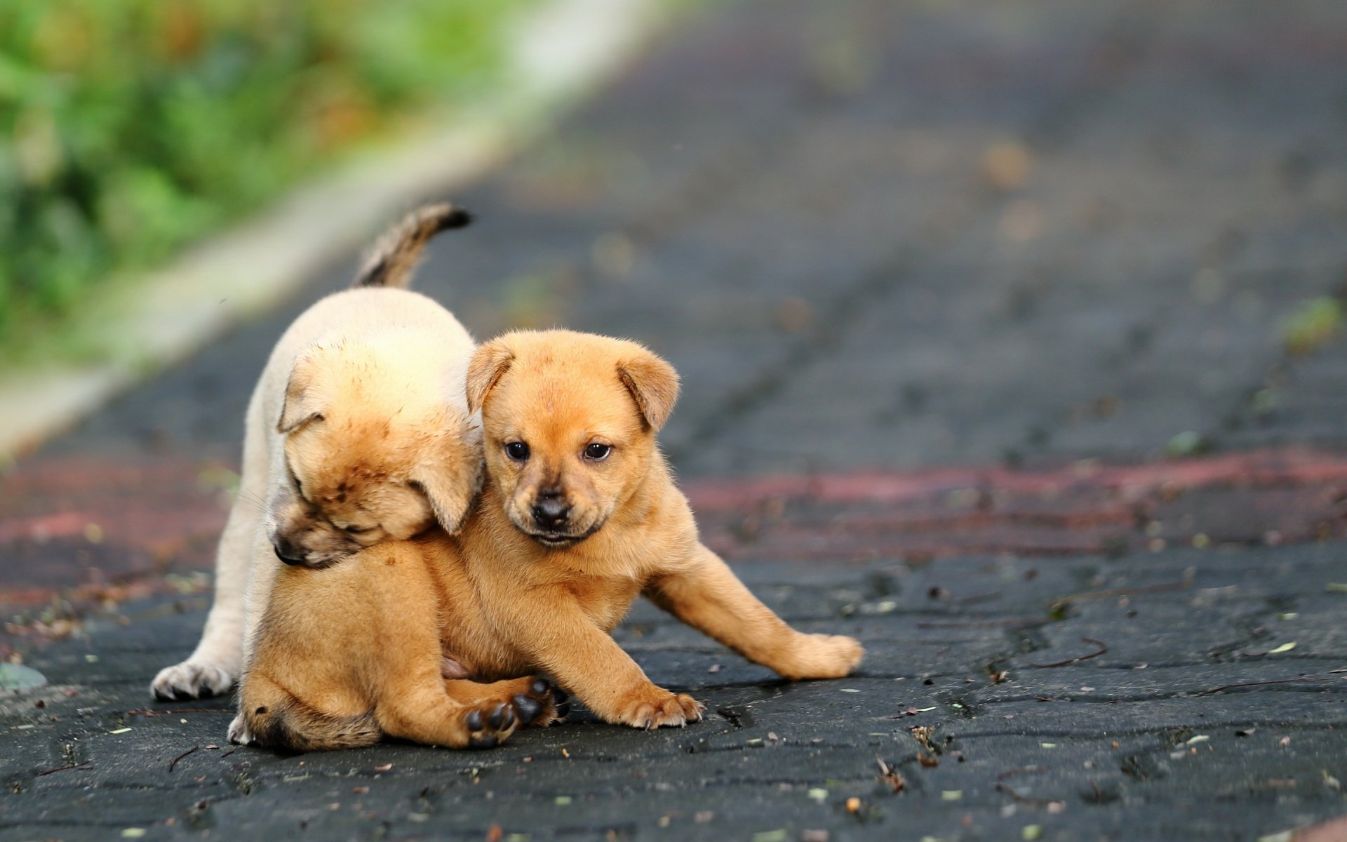 Cute Puppy Playtime - HD Wallpaper